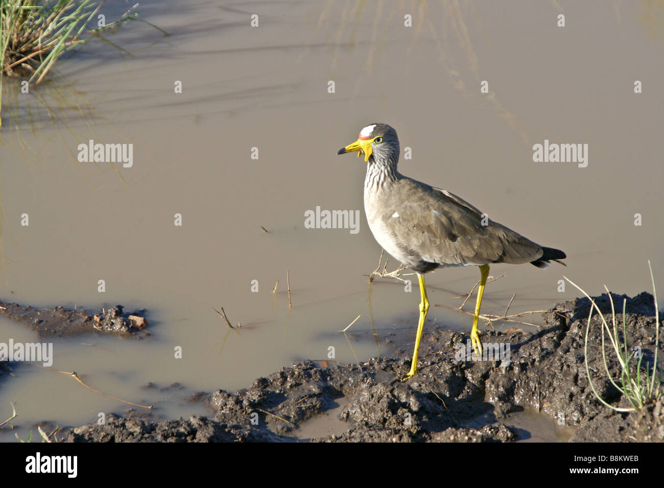 Wattled plover (lapwing) walking in puddle, Masai Mara, Kenya Stock ...