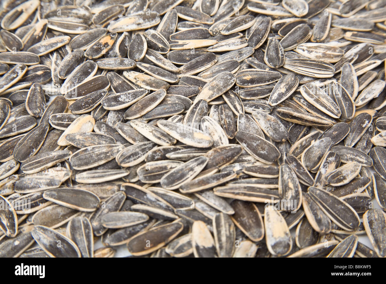 Sunflower seeds full frame hi-res stock photography and images - Alamy
