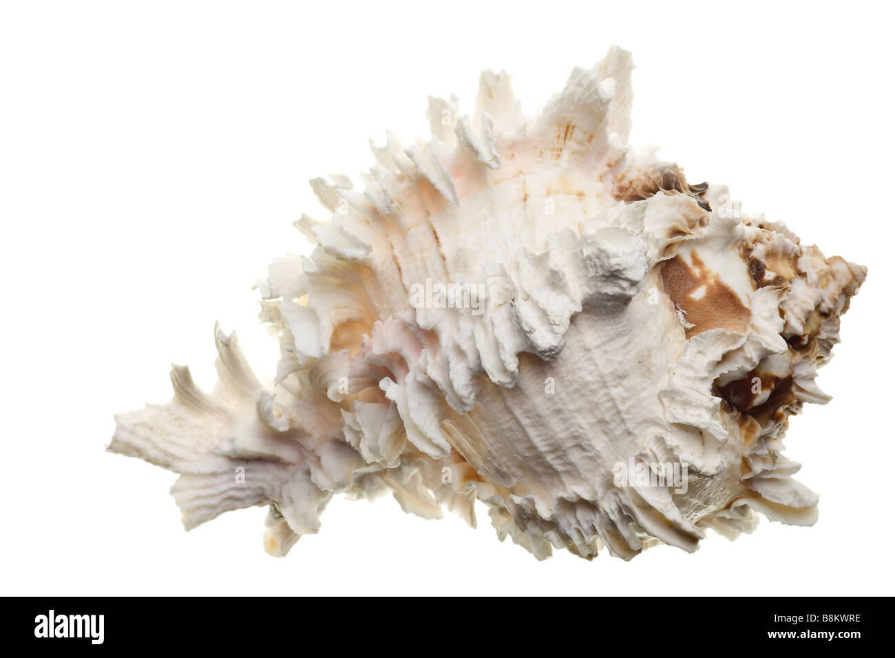 Seashell isolated on white background Stock Photo - Alamy