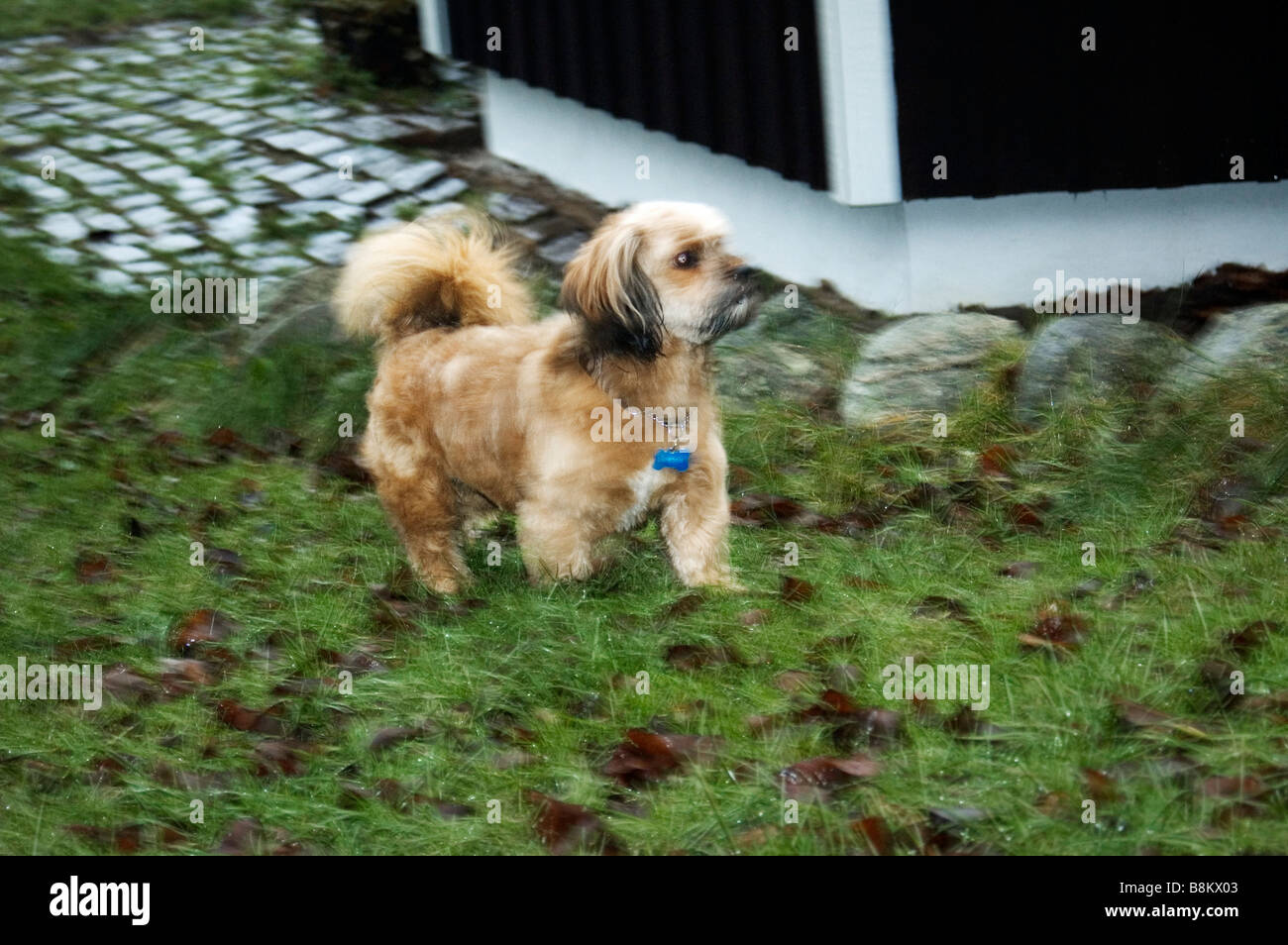 Small dog in a garden Stock Photo - Alamy