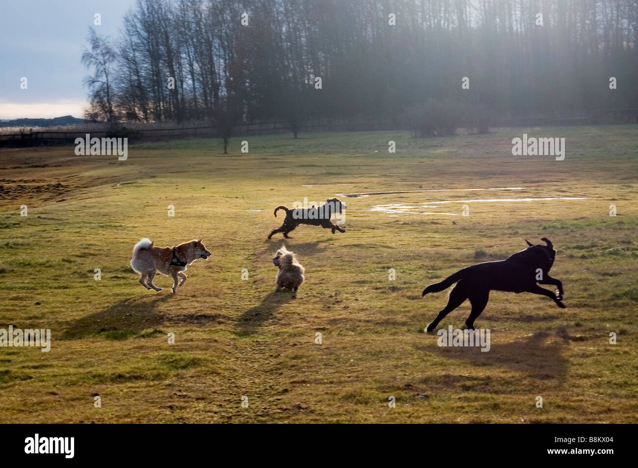 Fiel of play hi-res stock photography and images - Alamy