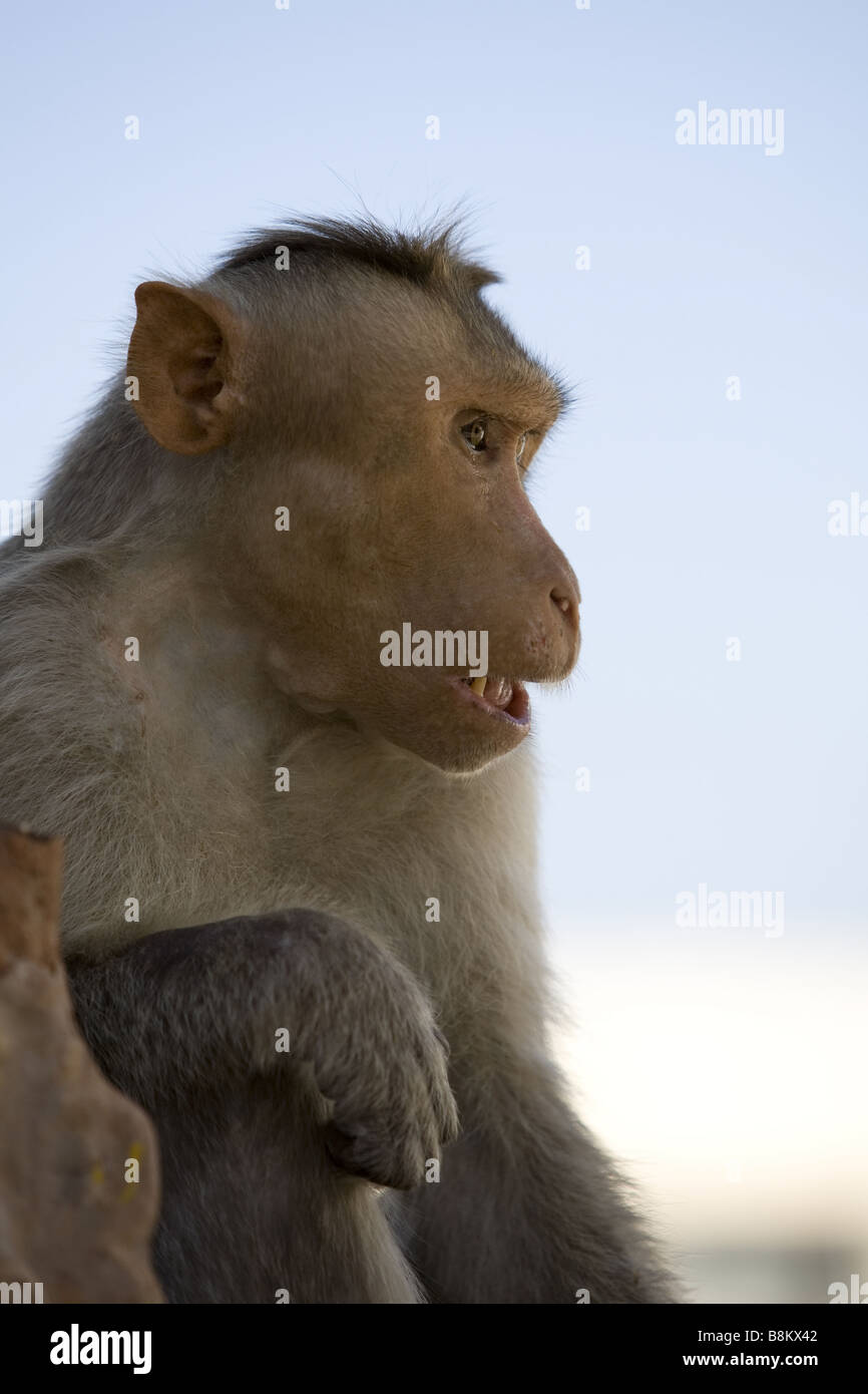 Frowning monkey hi-res stock photography and images - Alamy