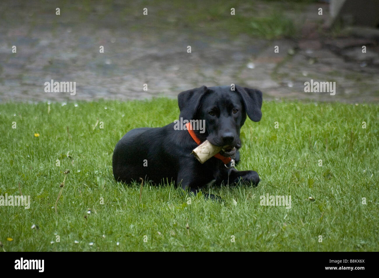 Puppy with a bone Stock Photo - Alamy