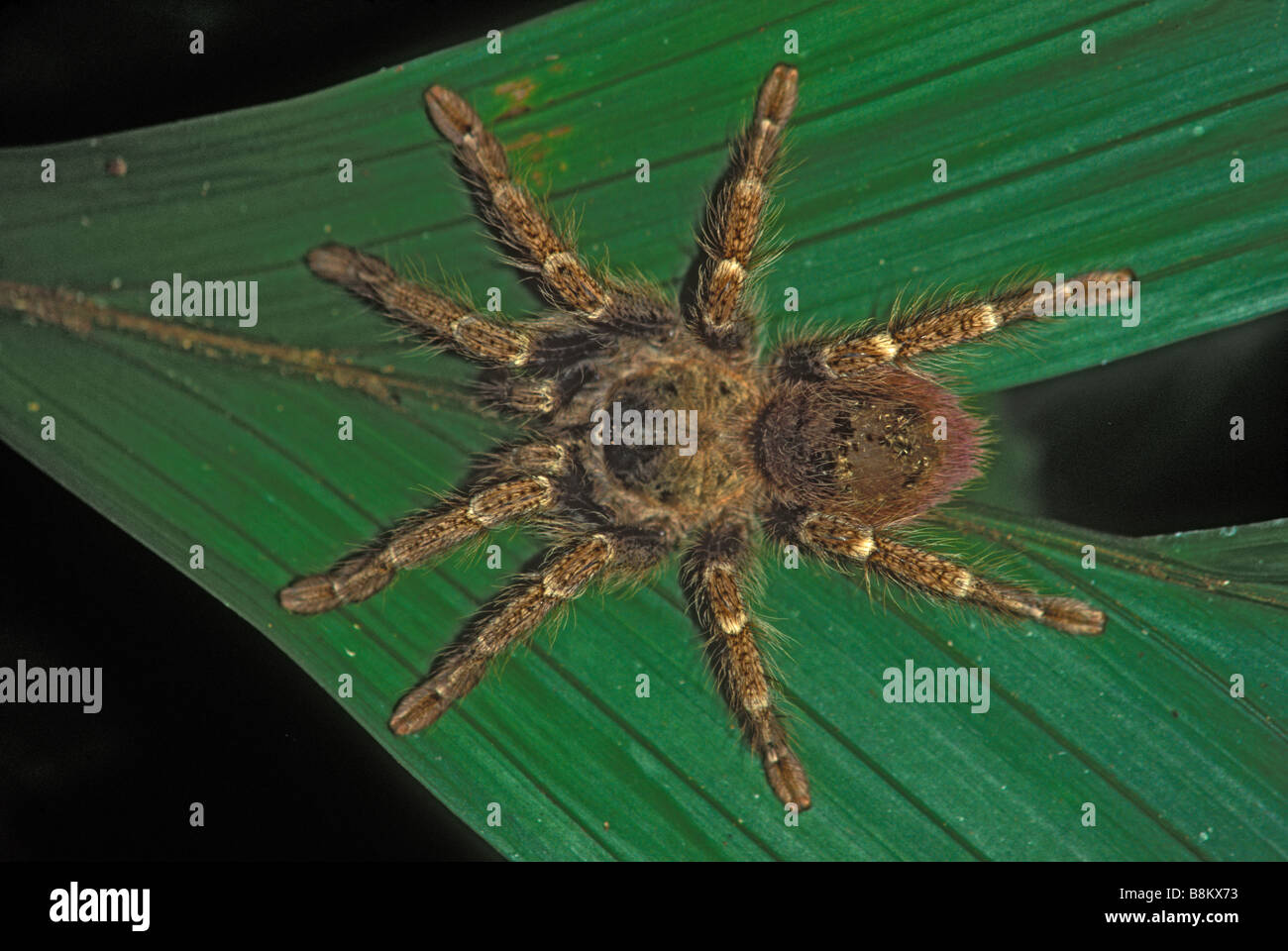 Tarantula - Unidentified - Tropical rainforest - Peru Stock Photo - Alamy