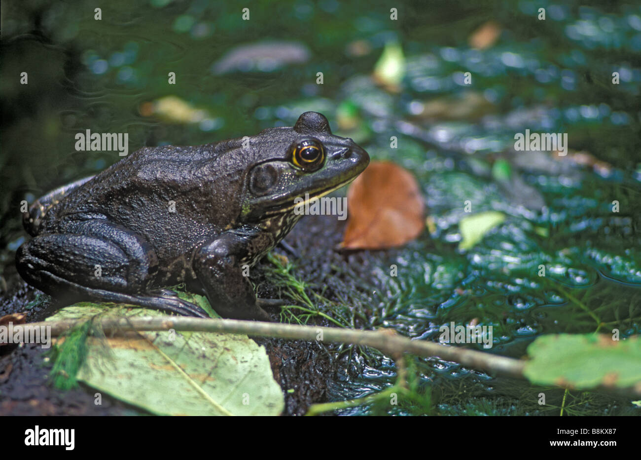 Poisonous rock frog hi-res stock photography and images - Alamy