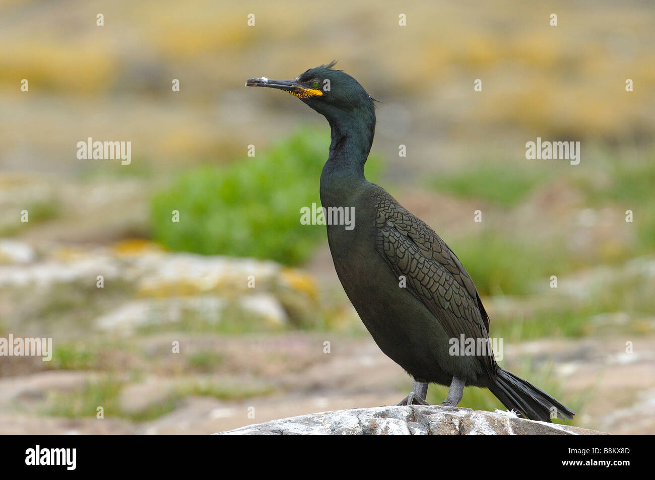 Shag Phalacrocorax aristotelis Scotland U K Stock Photo - Alamy