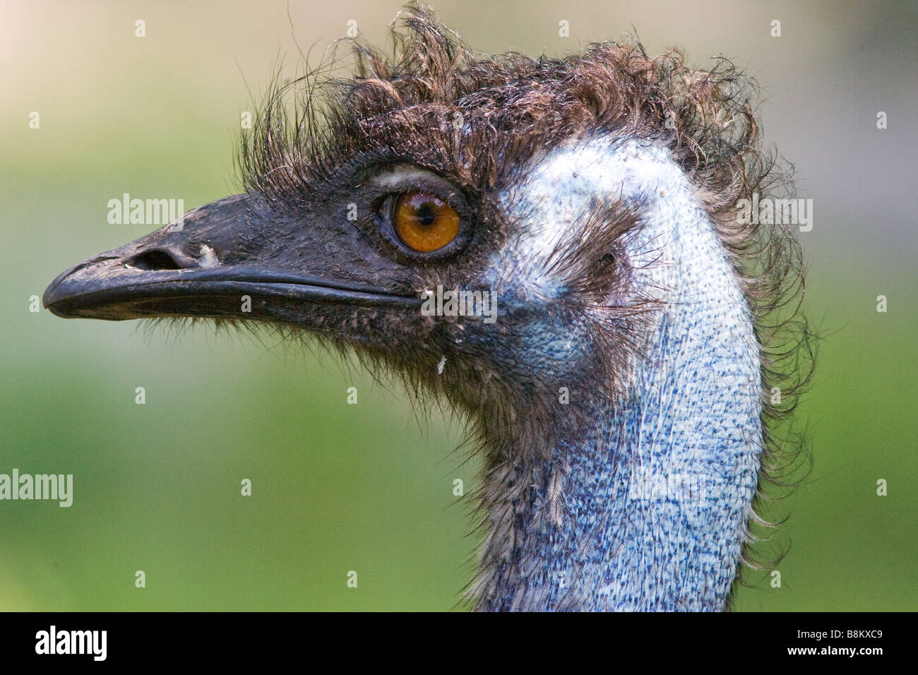 Emu Profile High Resolution Stock Photography and Images - Alamy