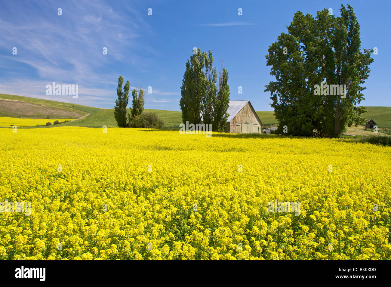 Canola field in rolling farm country of the Palouse area of eastern ...