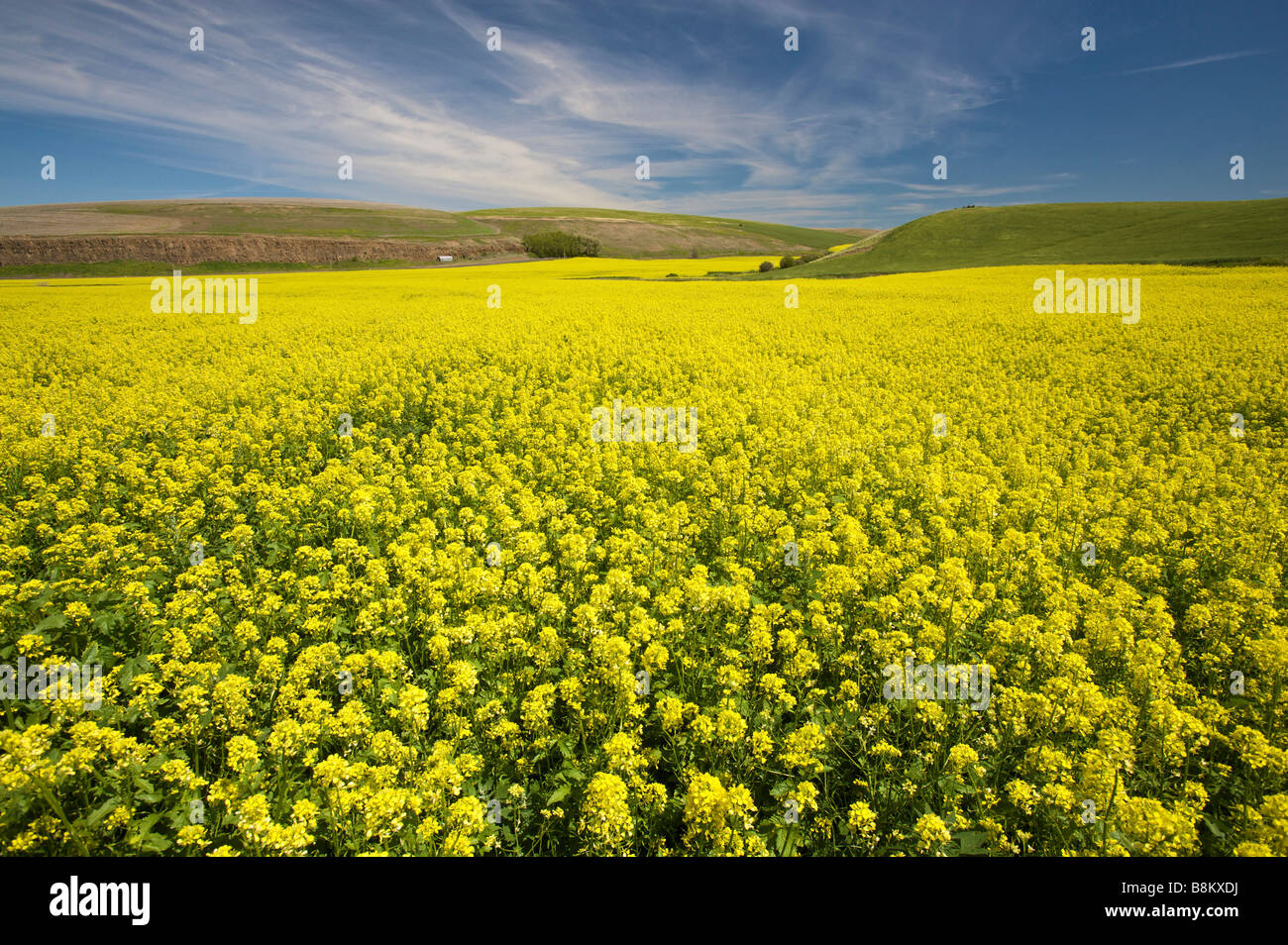 Canola hi-res stock photography and images - Alamy