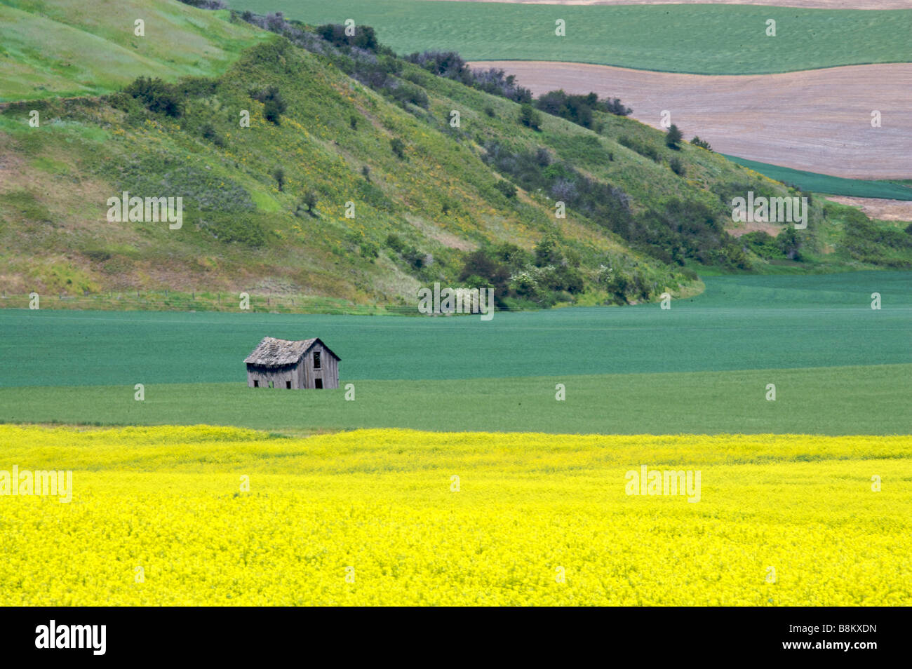 Rolling farm country of the Palouse area of eastern Washington state ...