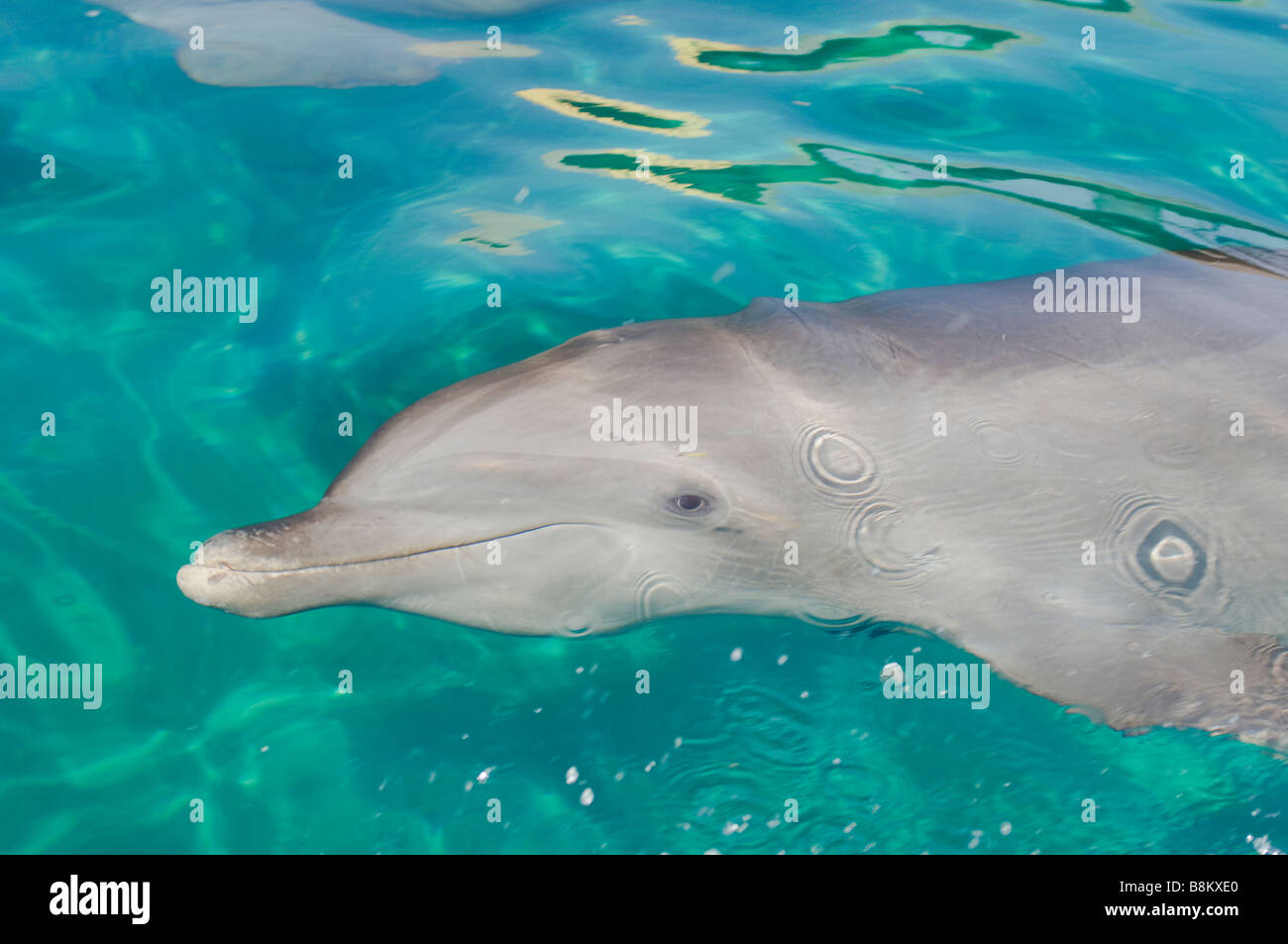 Bottlenose Dolphin Tursiops truncatus Caribbean Sea Honduras Stock ...