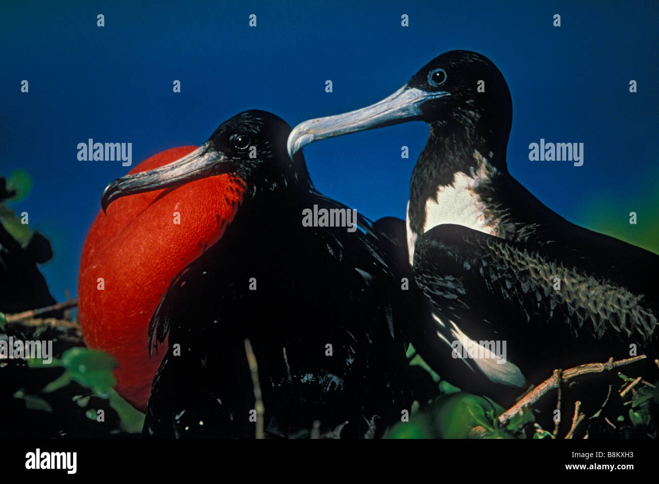 Magnificent Frigatebird (Fregata magnificens) Male and female - Antigua ...