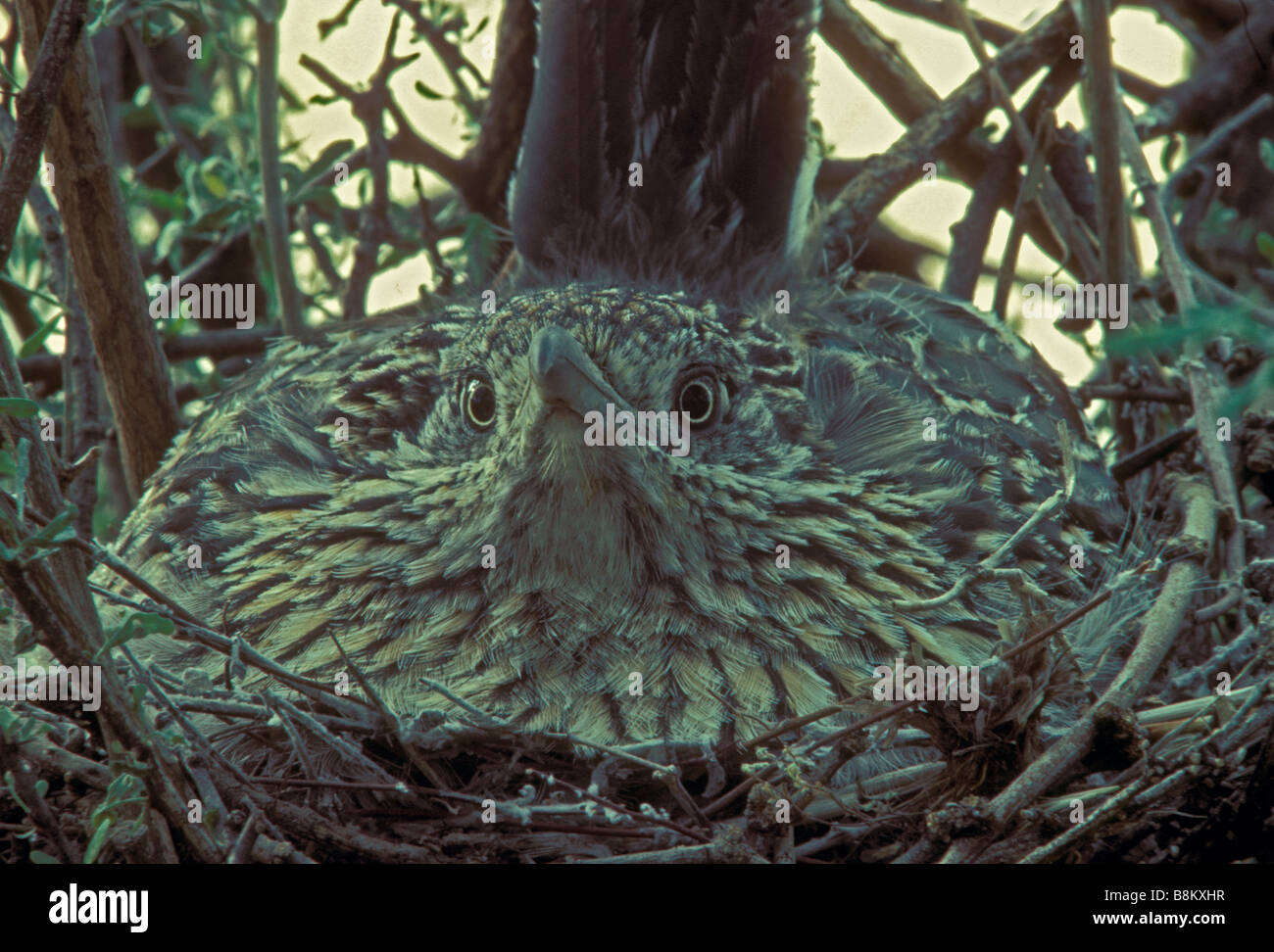 Roadrunner Nest