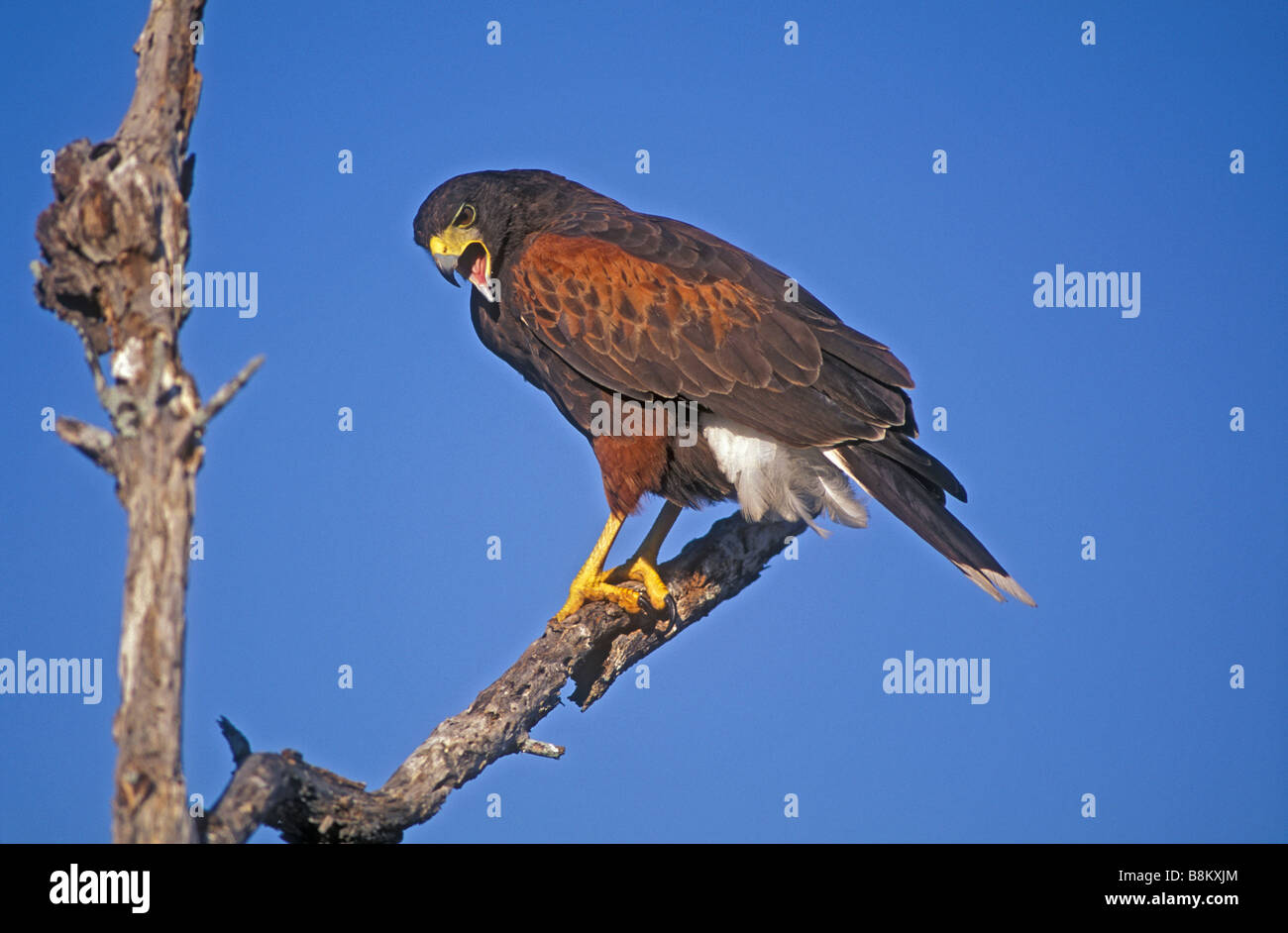 Harris hawk perching hi-res stock photography and images - Alamy