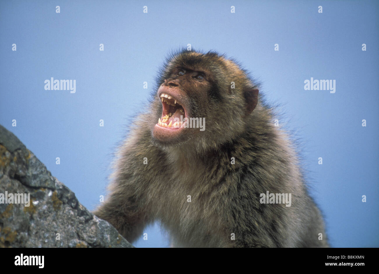Barbary Macaque (Macaca sylvanus) Gibralter - IUCN Vulnerable ...