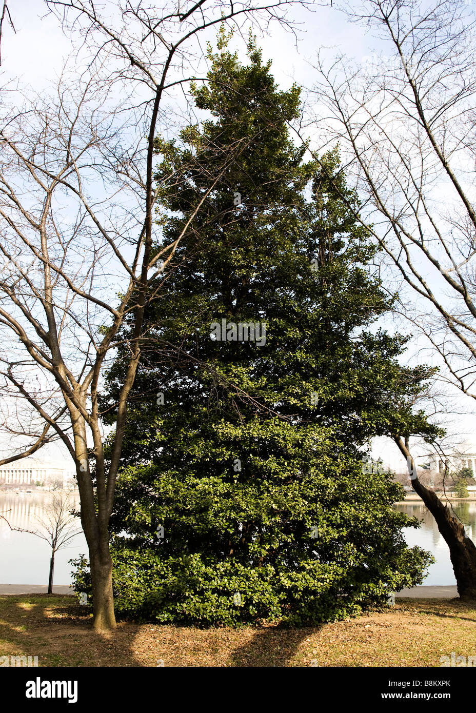 Holly Tree High Resolution Stock Photography and Images - Alamy