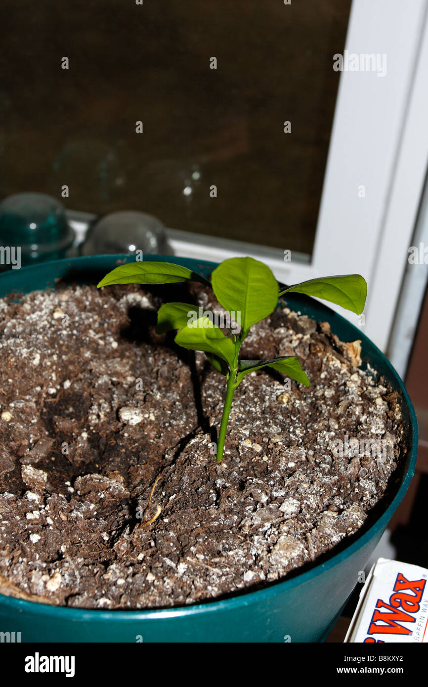 Citrus seedling hi-res stock photography and images - Alamy