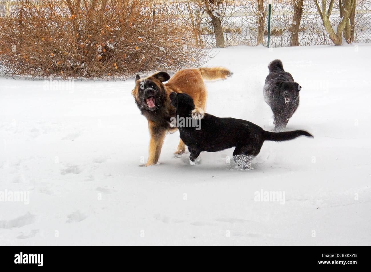 Dogs playing in the snow Stock Photo - Alamy