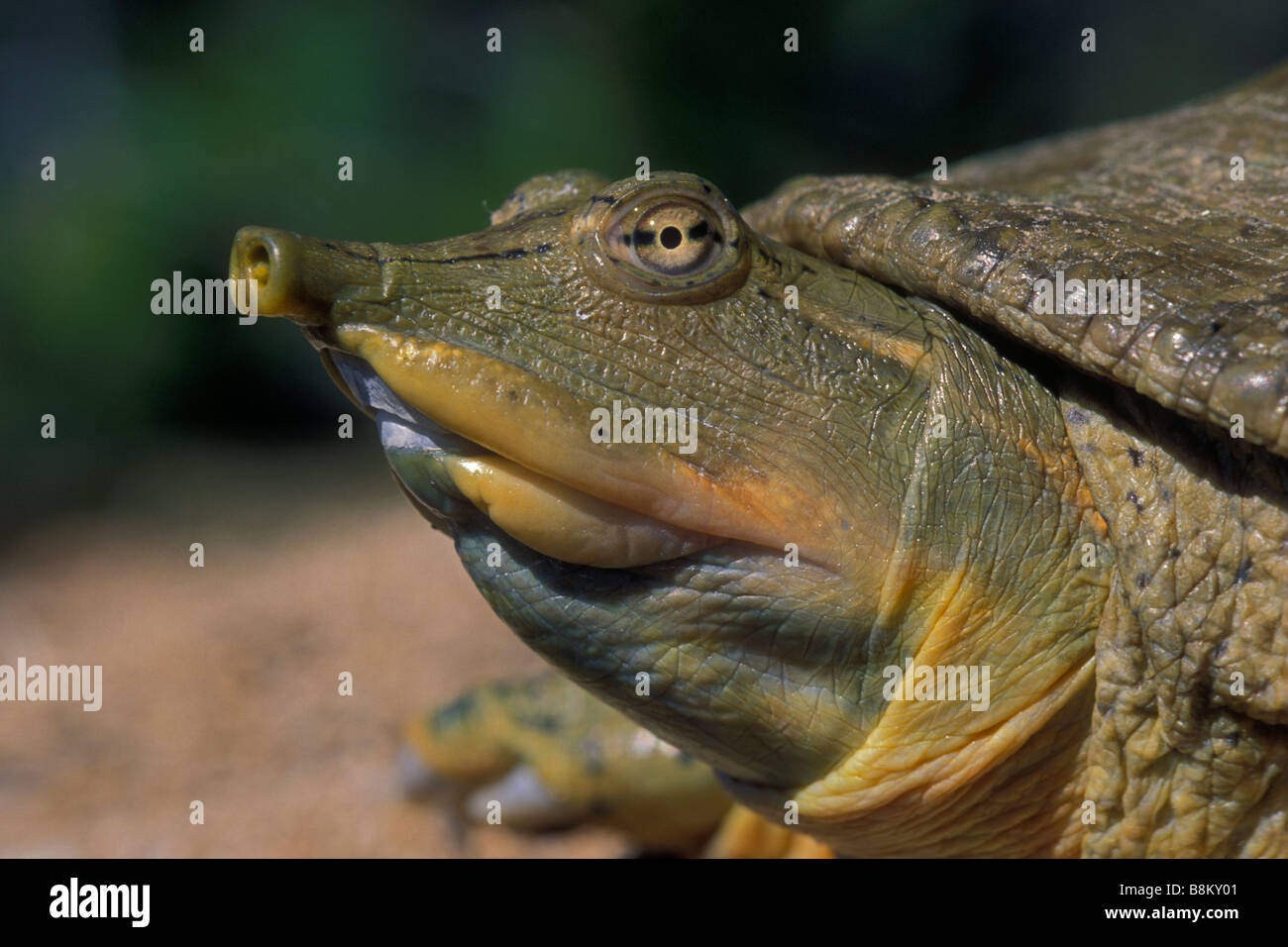 Spiny Softshell Turtle (Trionyx spiniferus) - Nose used as snorkel ...