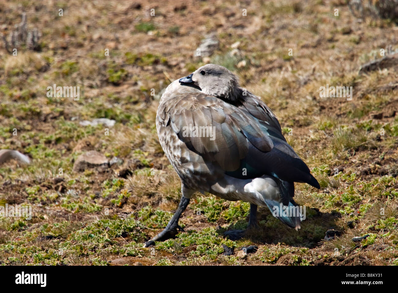 Blue-winged Goose (Cyanochen cyanopterus) endemic to Ethiopia, Africa ...