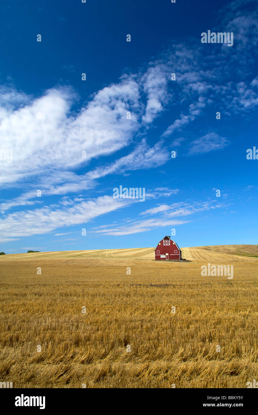 Wheat being harvested int he rolling farm country of the Palouse area ...
