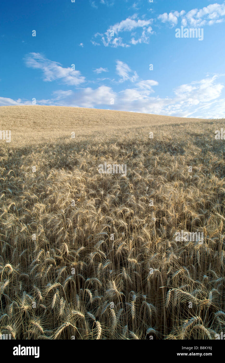 Wheat growing inthe rolling farm country of the Palouse area of eastern ...