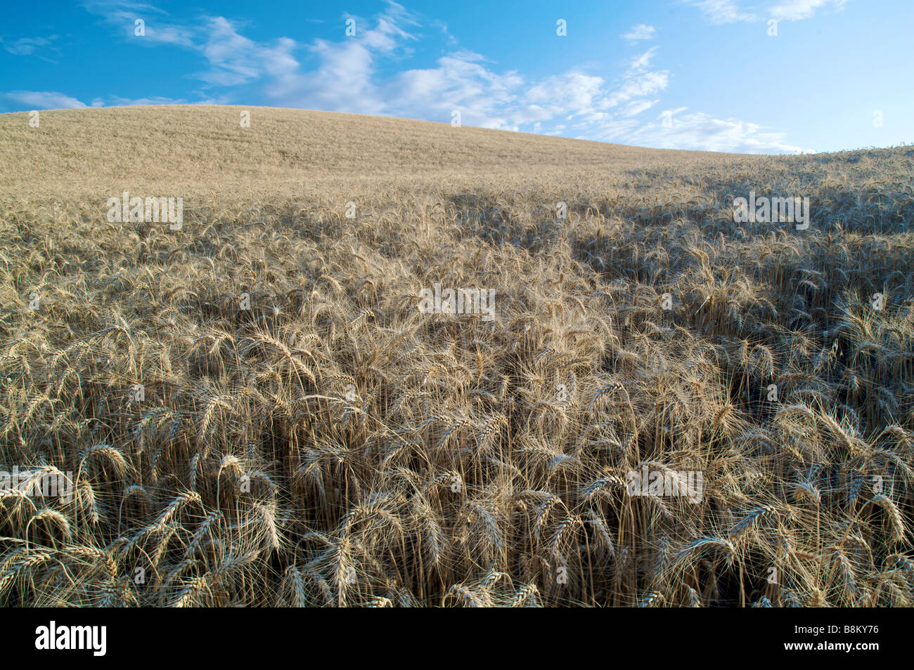Wheat growing inthe rolling farm country of the Palouse area of eastern ...