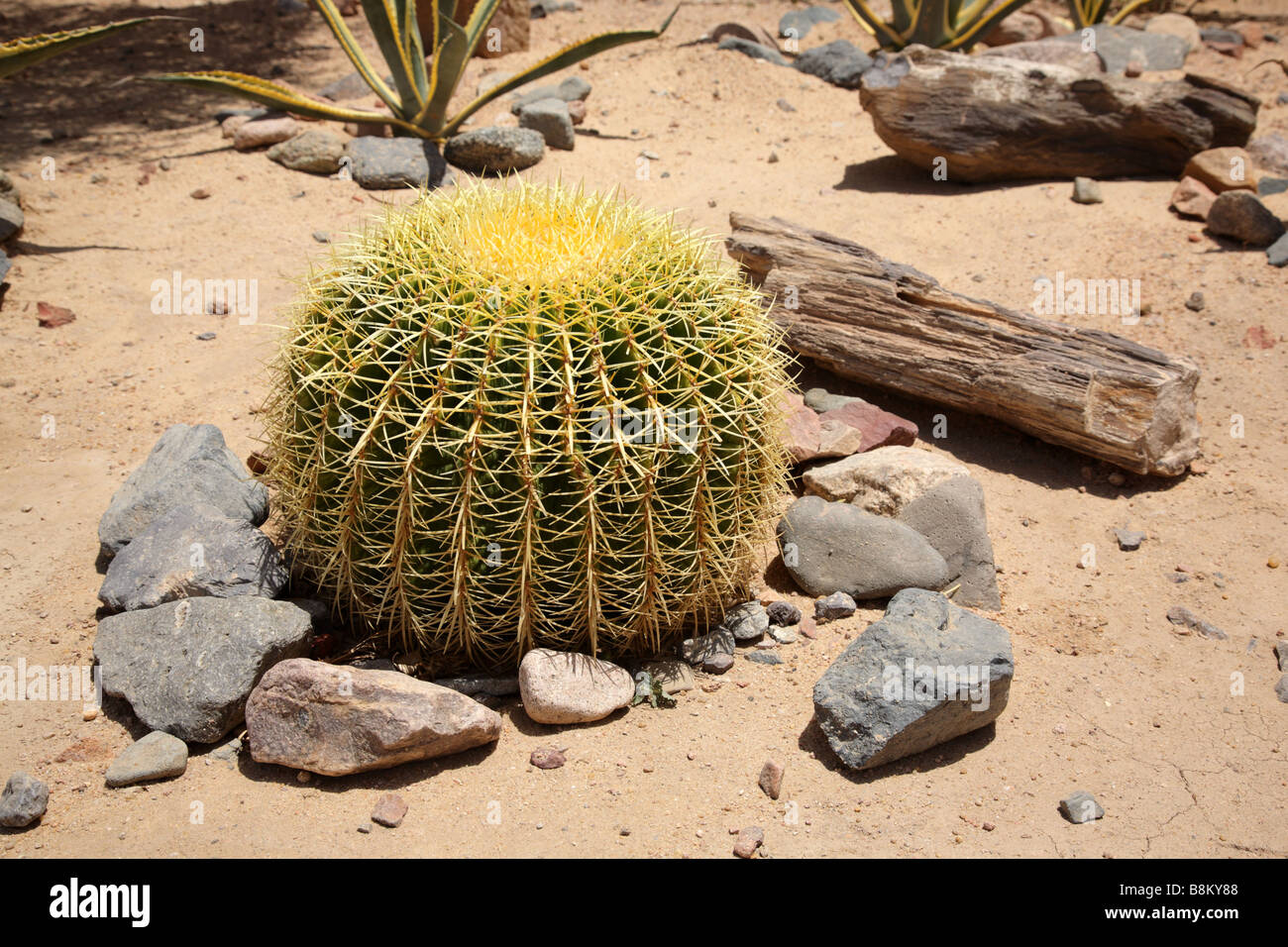 Sphere cactus hi-res stock photography and images - Alamy