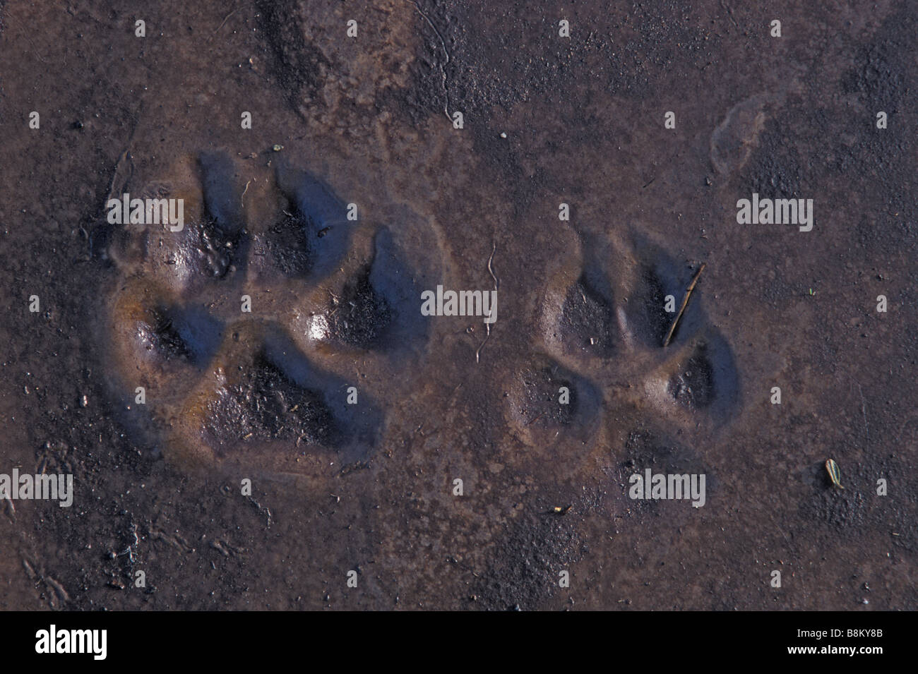 Wolf Tracks In Mud