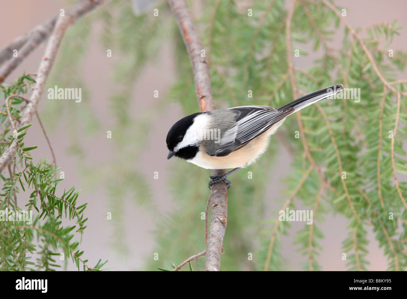 Black capped Chickadee Stock Photo - Alamy