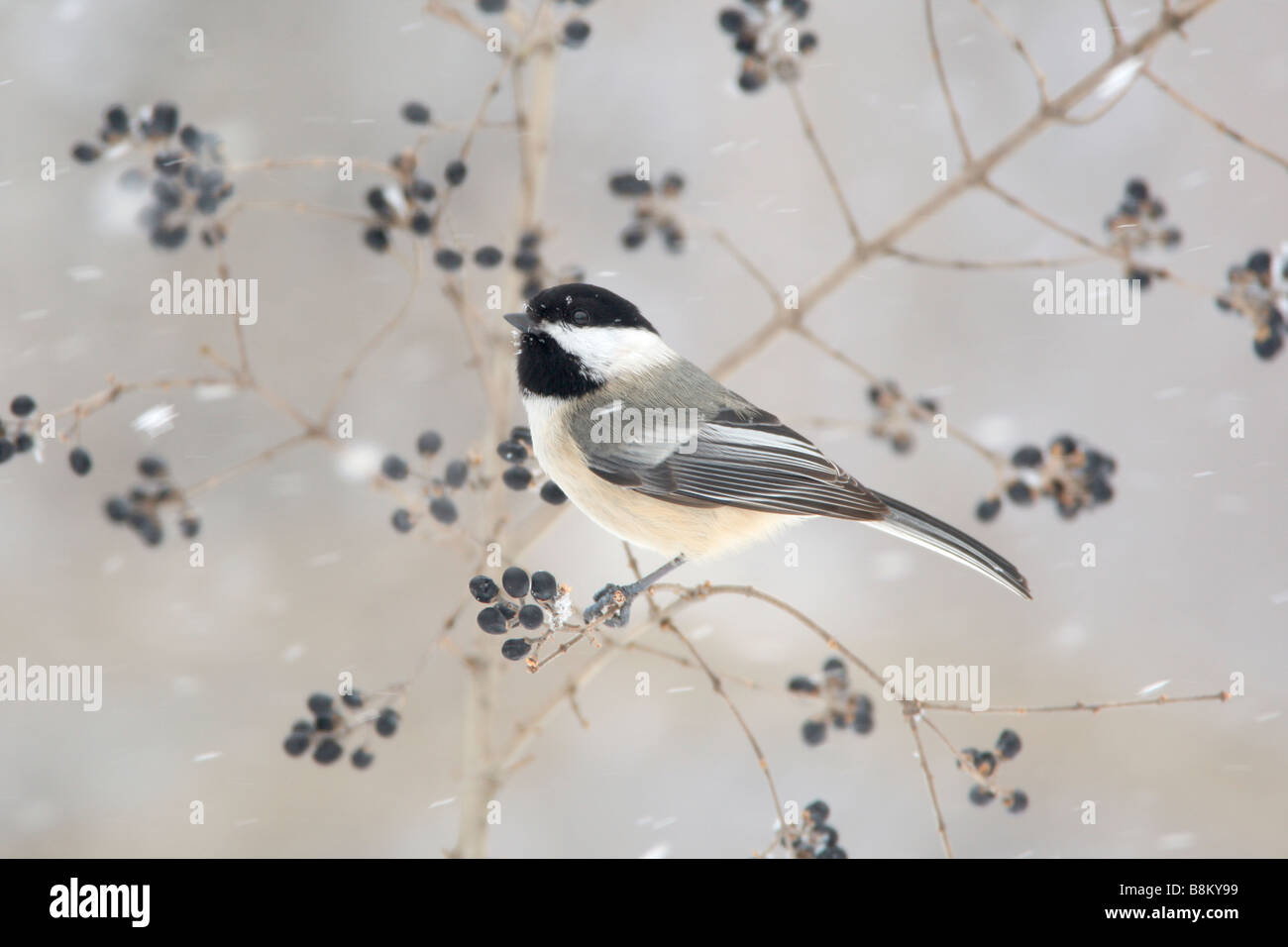 Black capped chickadees hi-res stock photography and images - Alamy