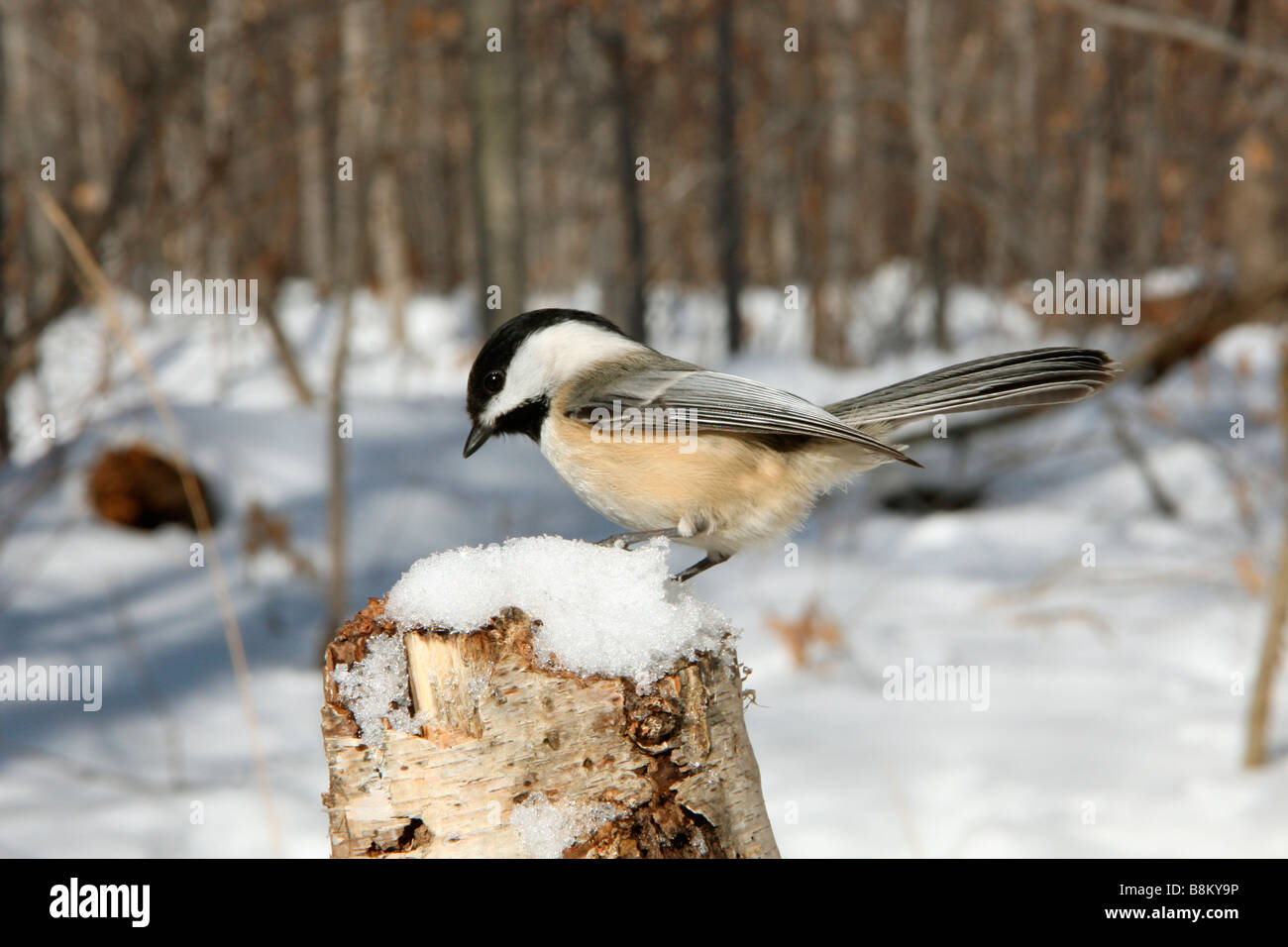 Black capped Chickadee Perched in Snow Stock Photo - Alamy
