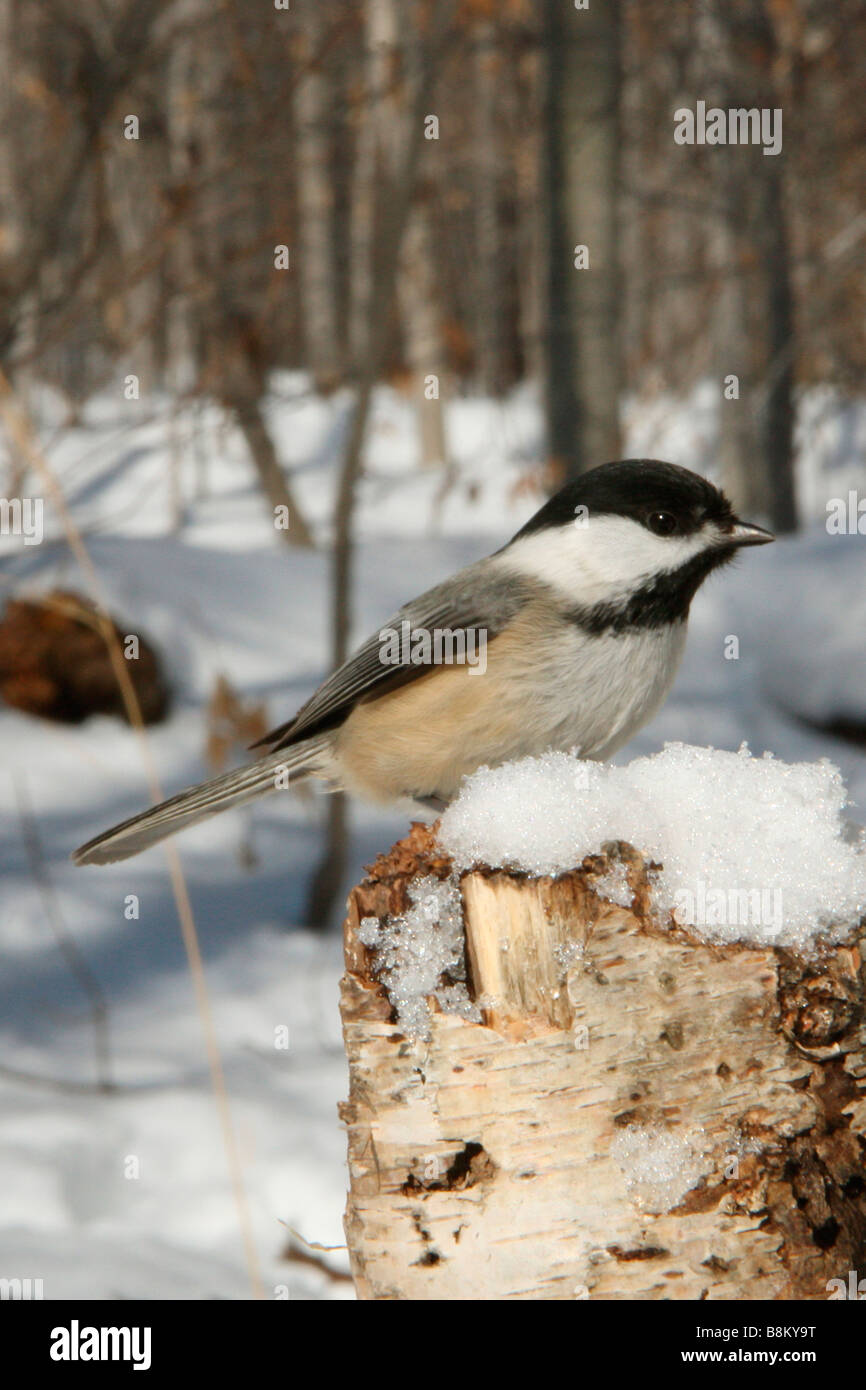 Black capped Chickadee Perched in Snow - Vertical Stock Photo - Alamy