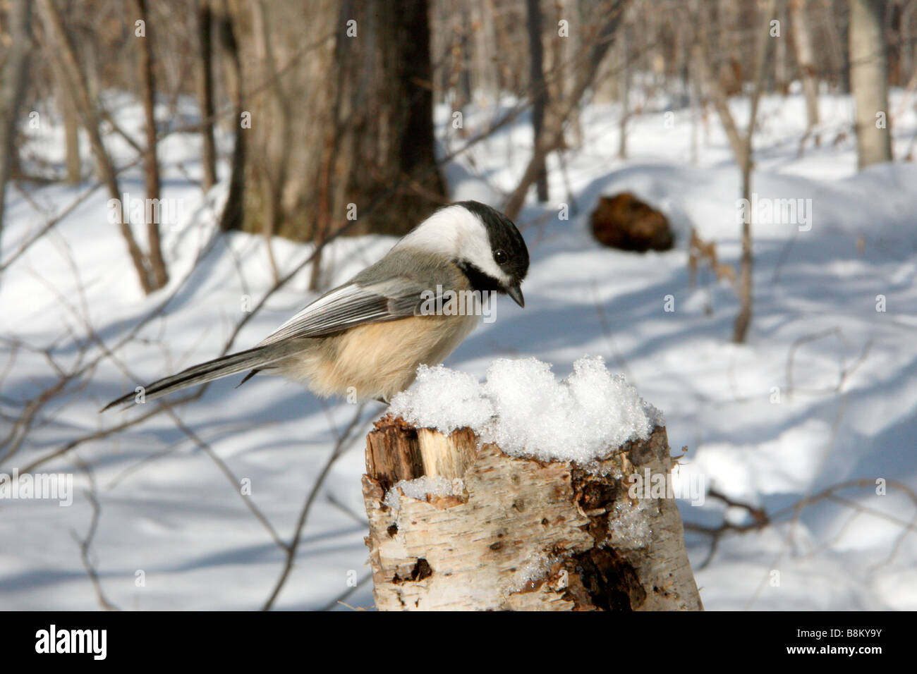 Chickadee in nature hi-res stock photography and images - Alamy
