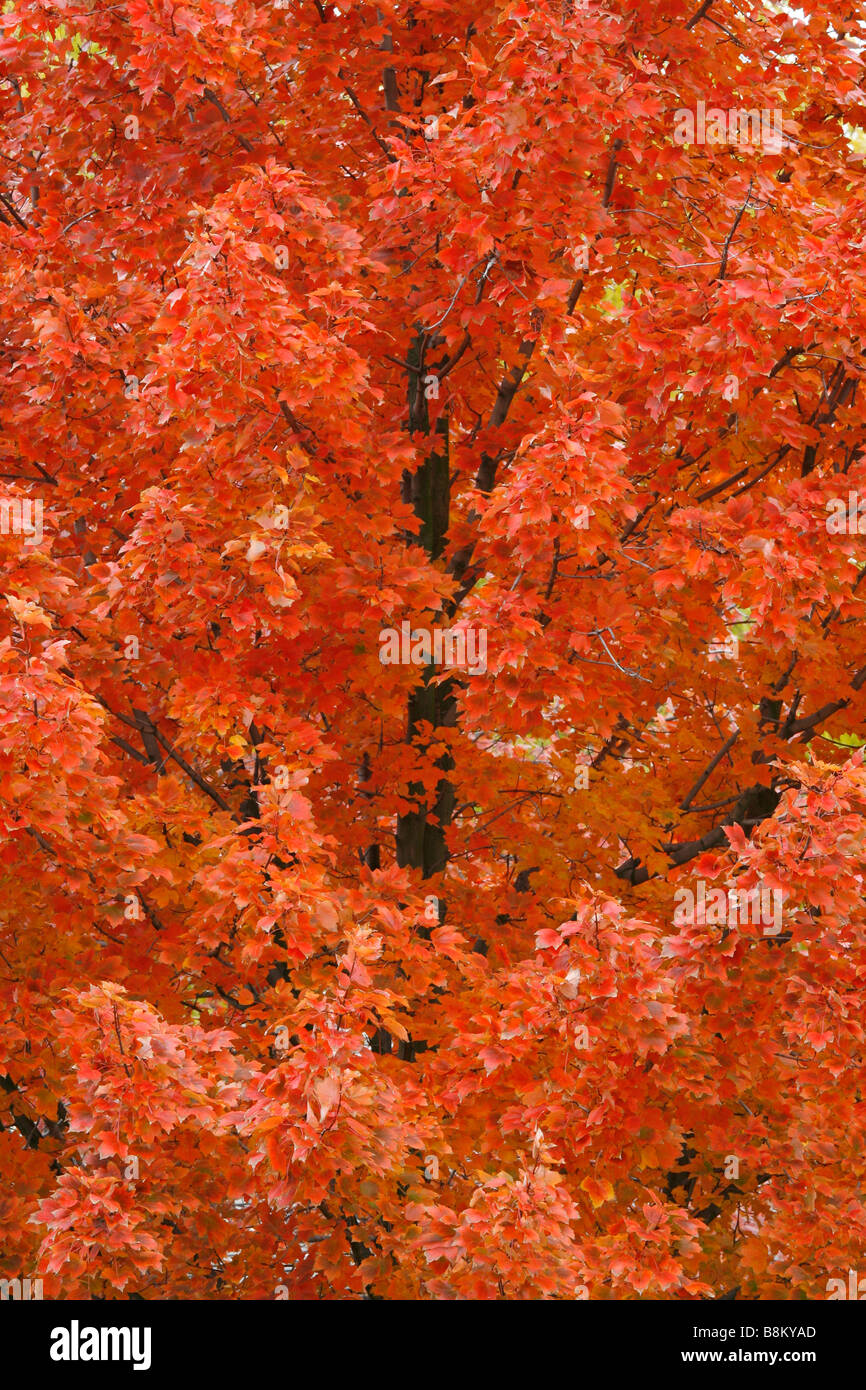Red Maple Tree - Vertical Stock Photo - Alamy