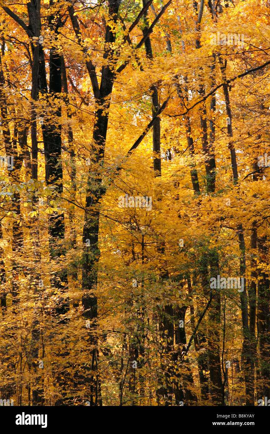 Fall Maple Trees - Vertical Stock Photo - Alamy