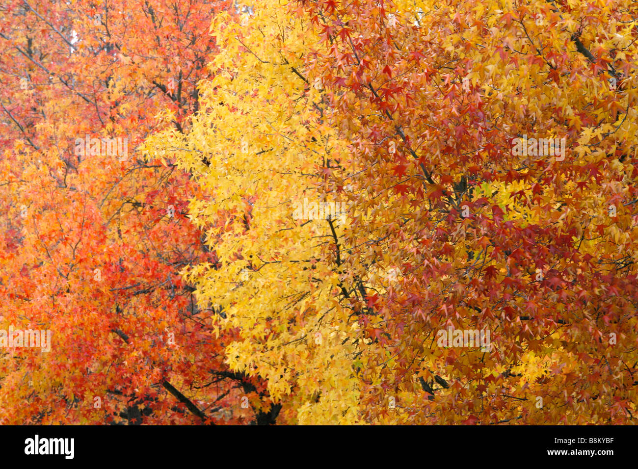 Fall sweetgum leaves hi-res stock photography and images - Alamy