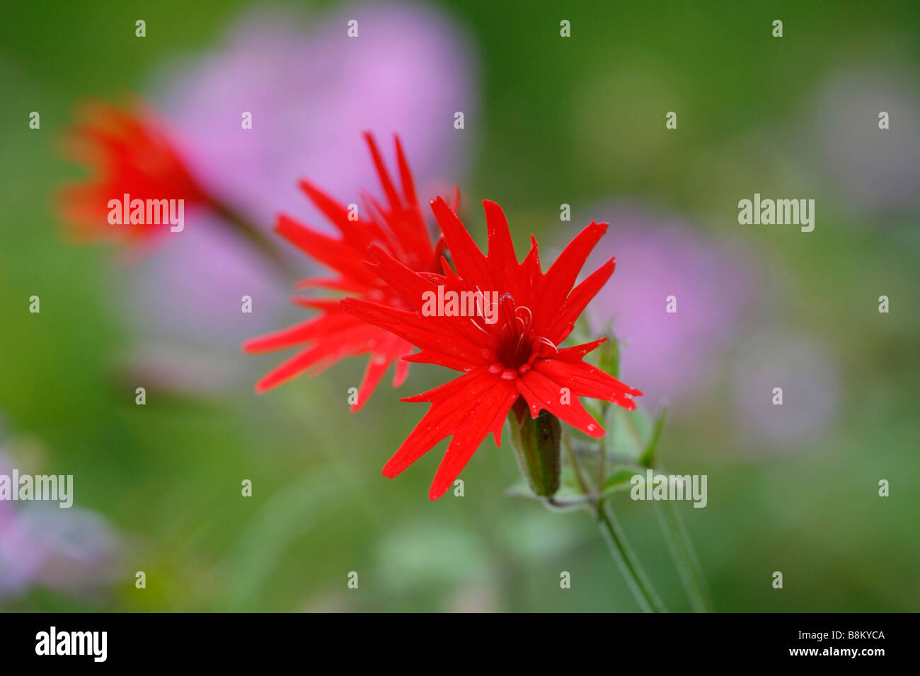 Fire Pink Wildflower Stock Photo - Alamy