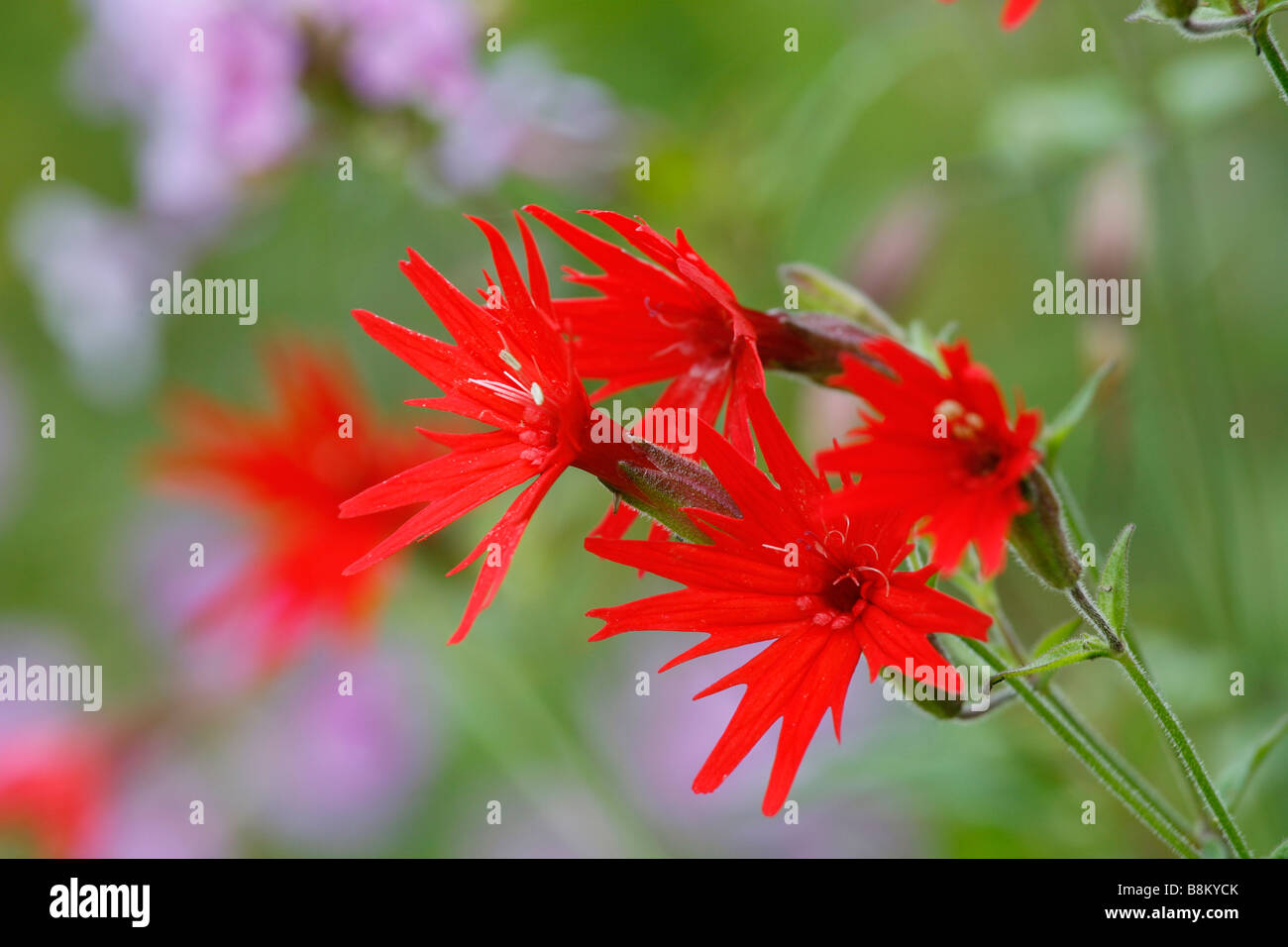 Fire pink silene virginica hi-res stock photography and images - Alamy