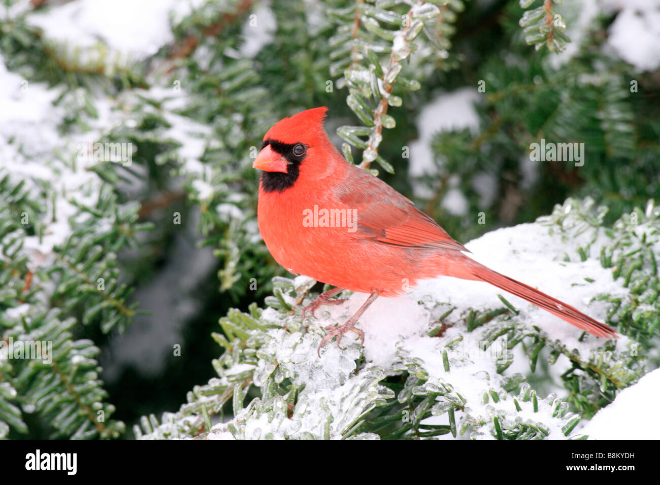 Cardinalidae hi-res stock photography and images - Alamy
