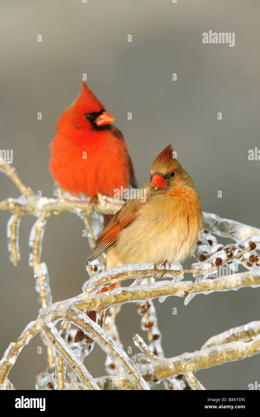 Pair Of Northern Cardinals High Resolution Stock Photography and Images ...