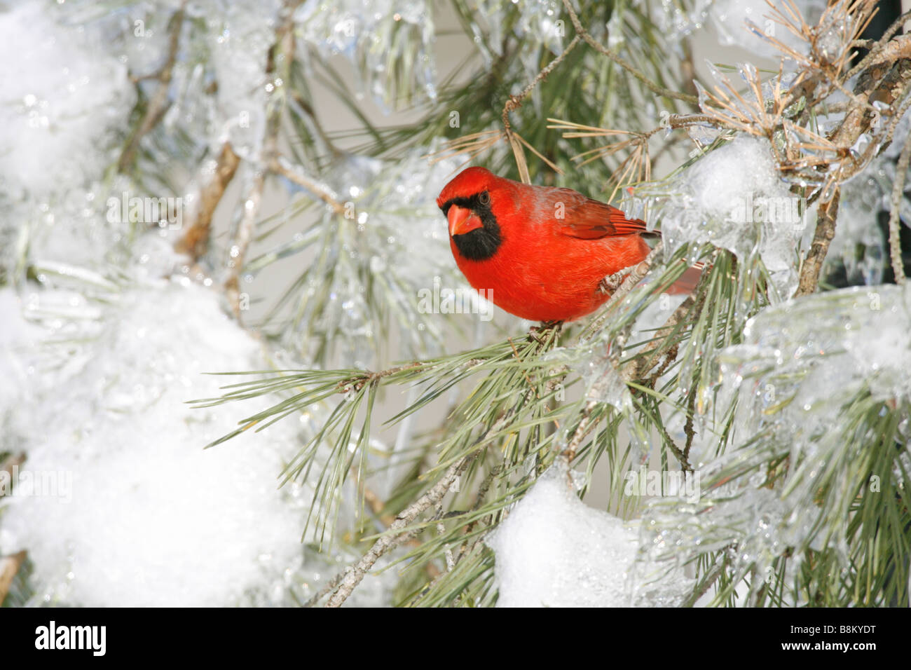 Cardinal in pine tree hi-res stock photography and images - Alamy