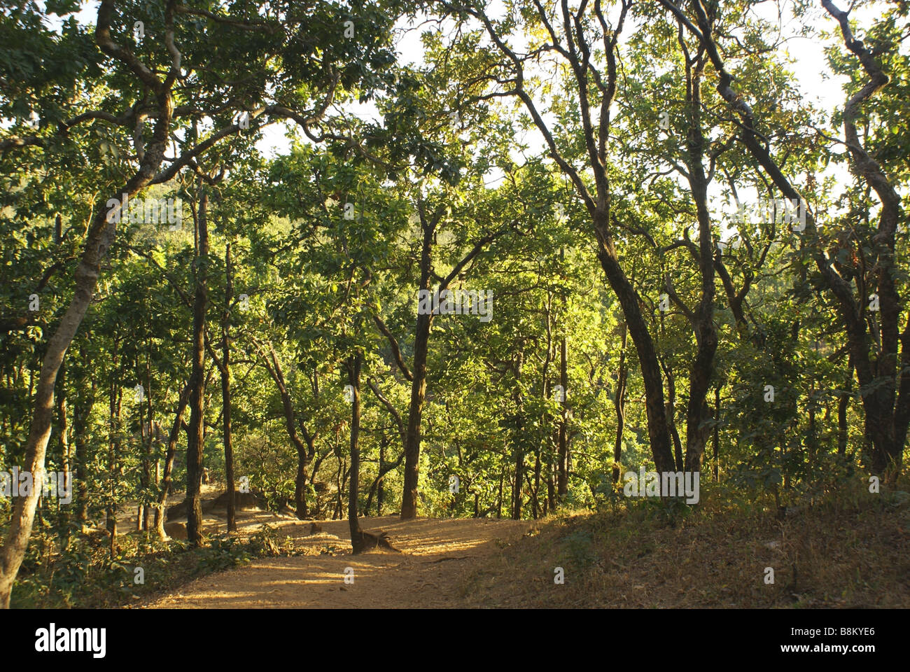 A path through a sparse forest and trees. The path was a walking path ...