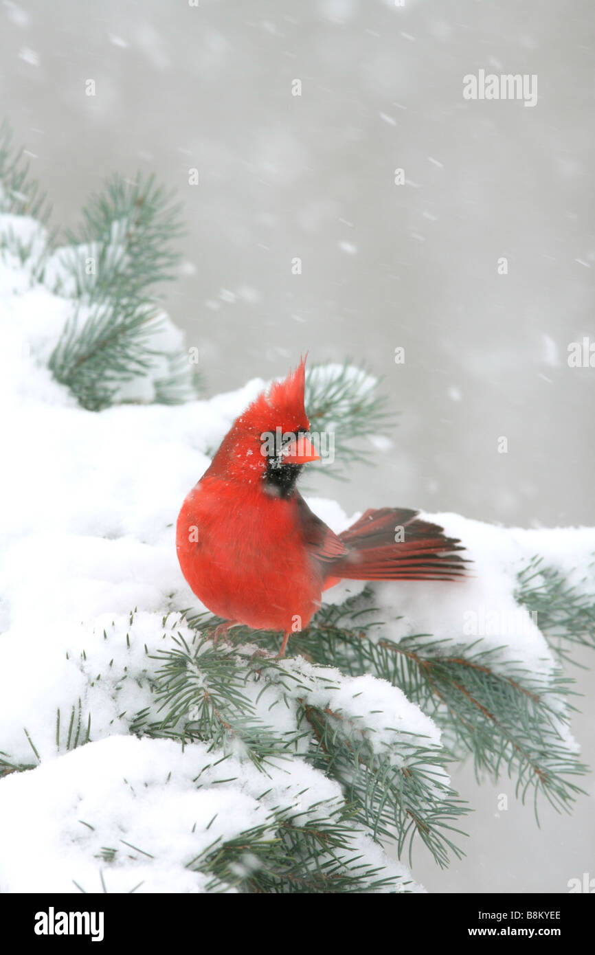 Northern Cardinal in Snow Covered Spruce Tree - Vertical Stock Photo ...