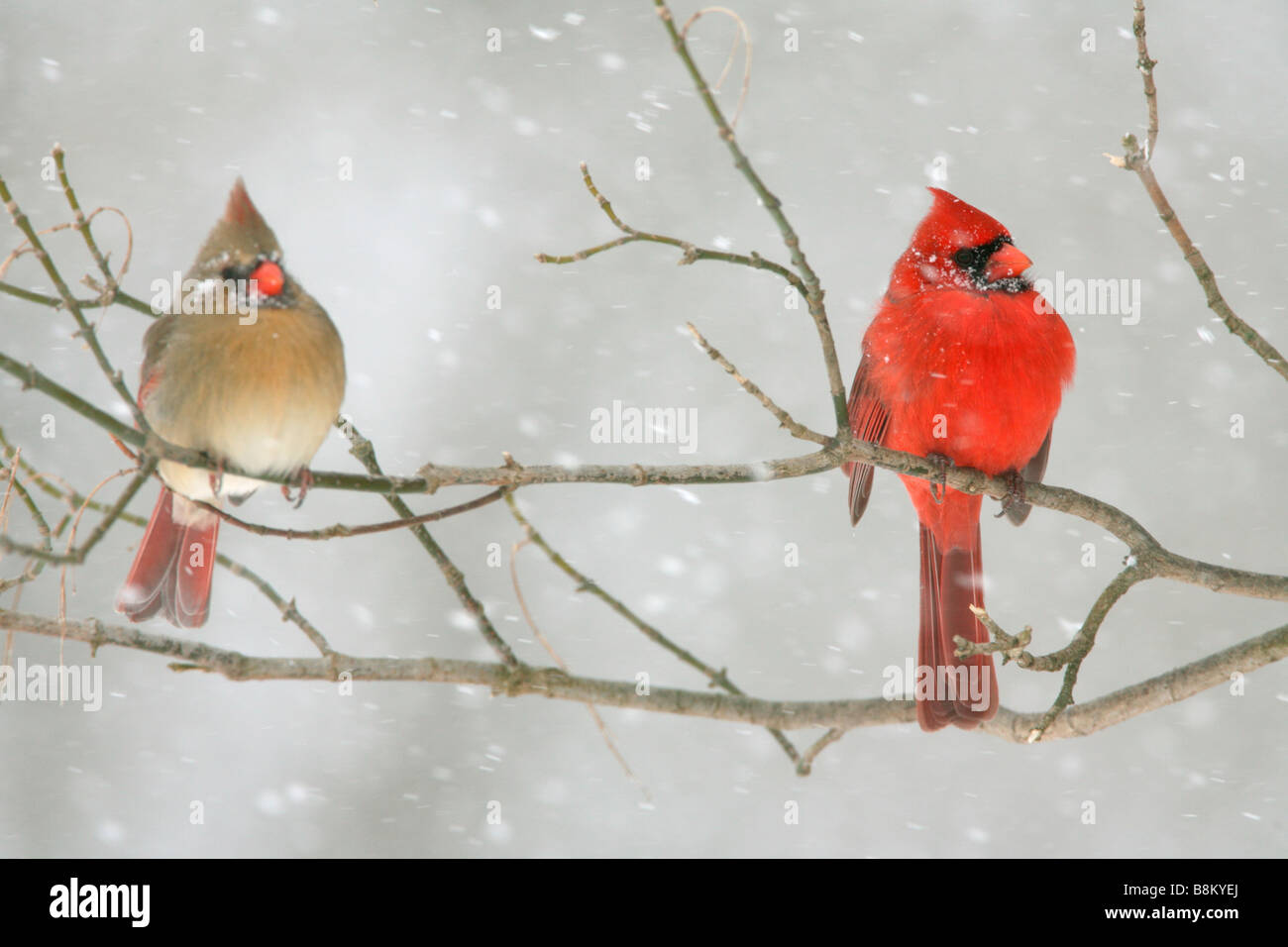 Cardinal Bird Pair High Resolution Stock Photography and Images - Alamy