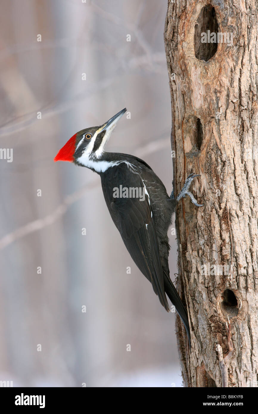 Pileated Woodpecker Female