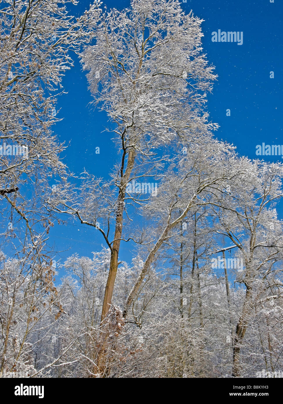 Trees with snow falling down Stock Photo - Alamy