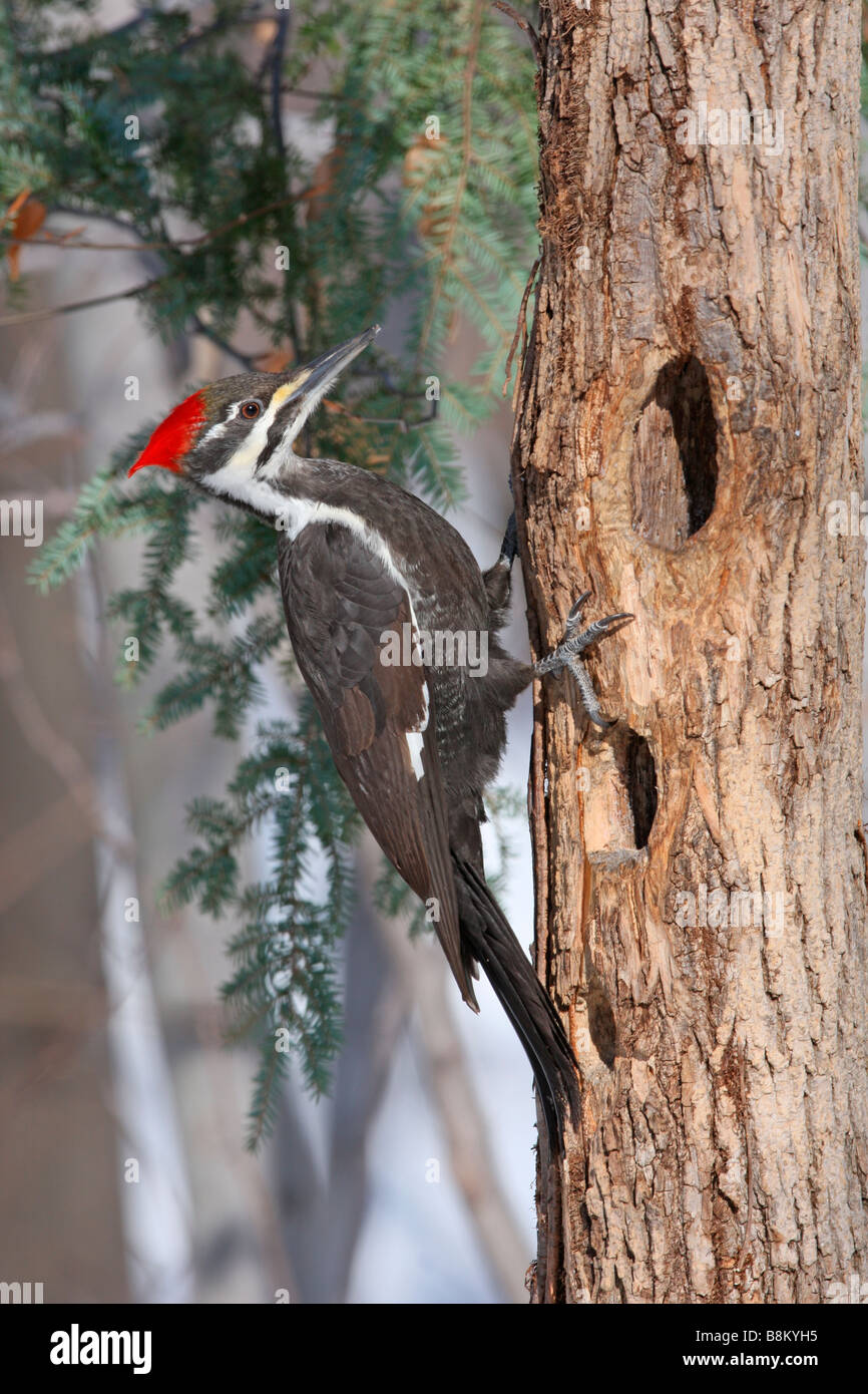 Female Pileated Woodpecker - Vertical Stock Photo - Alamy