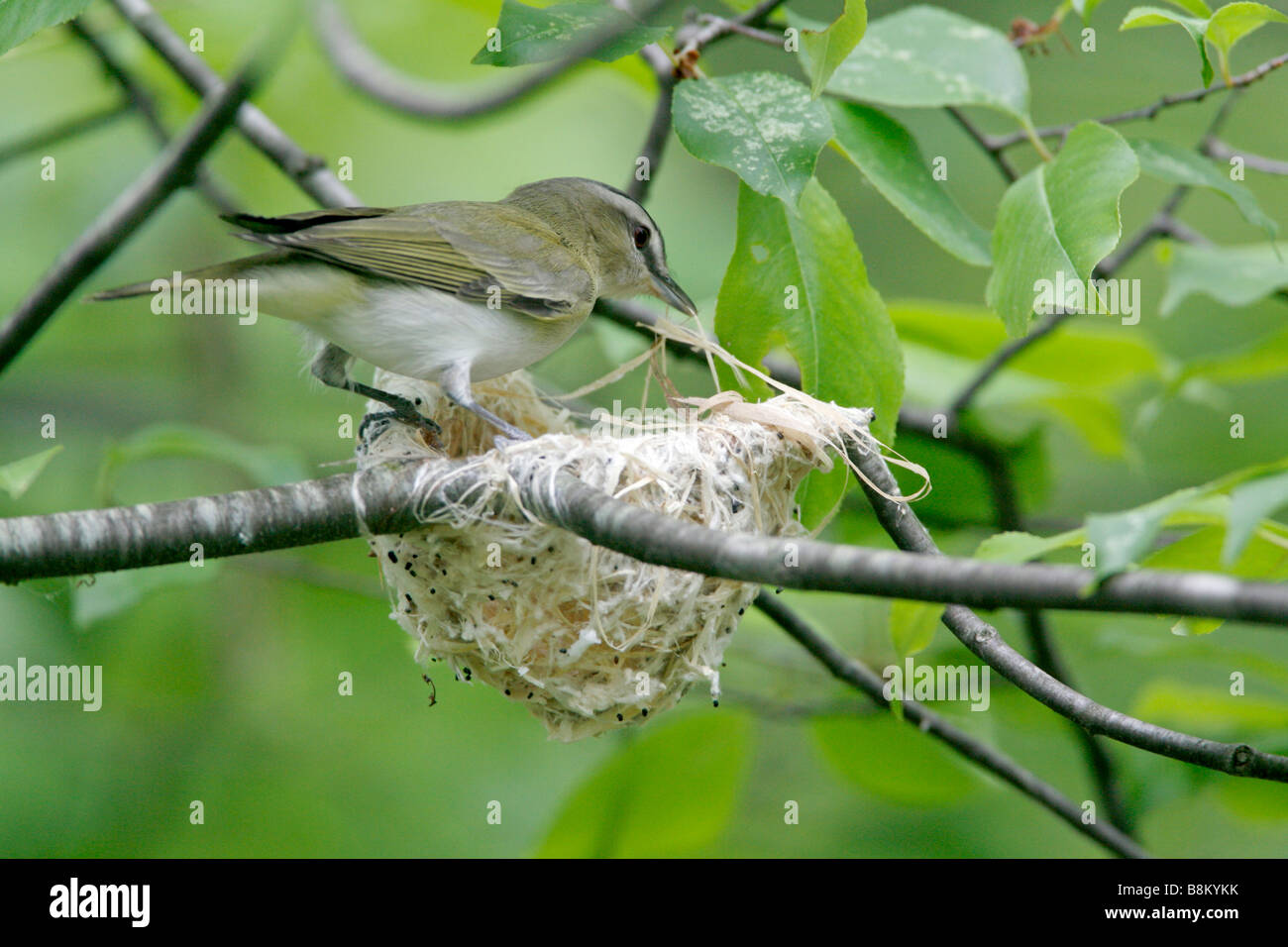 Red eyed Vireo Building Nest Stock Photo - Alamy