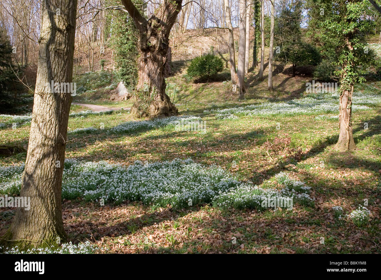 Trees in woodland setting hi-res stock photography and images - Alamy